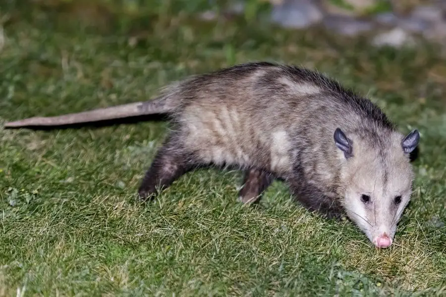 What Does Seeing A Possum Mean