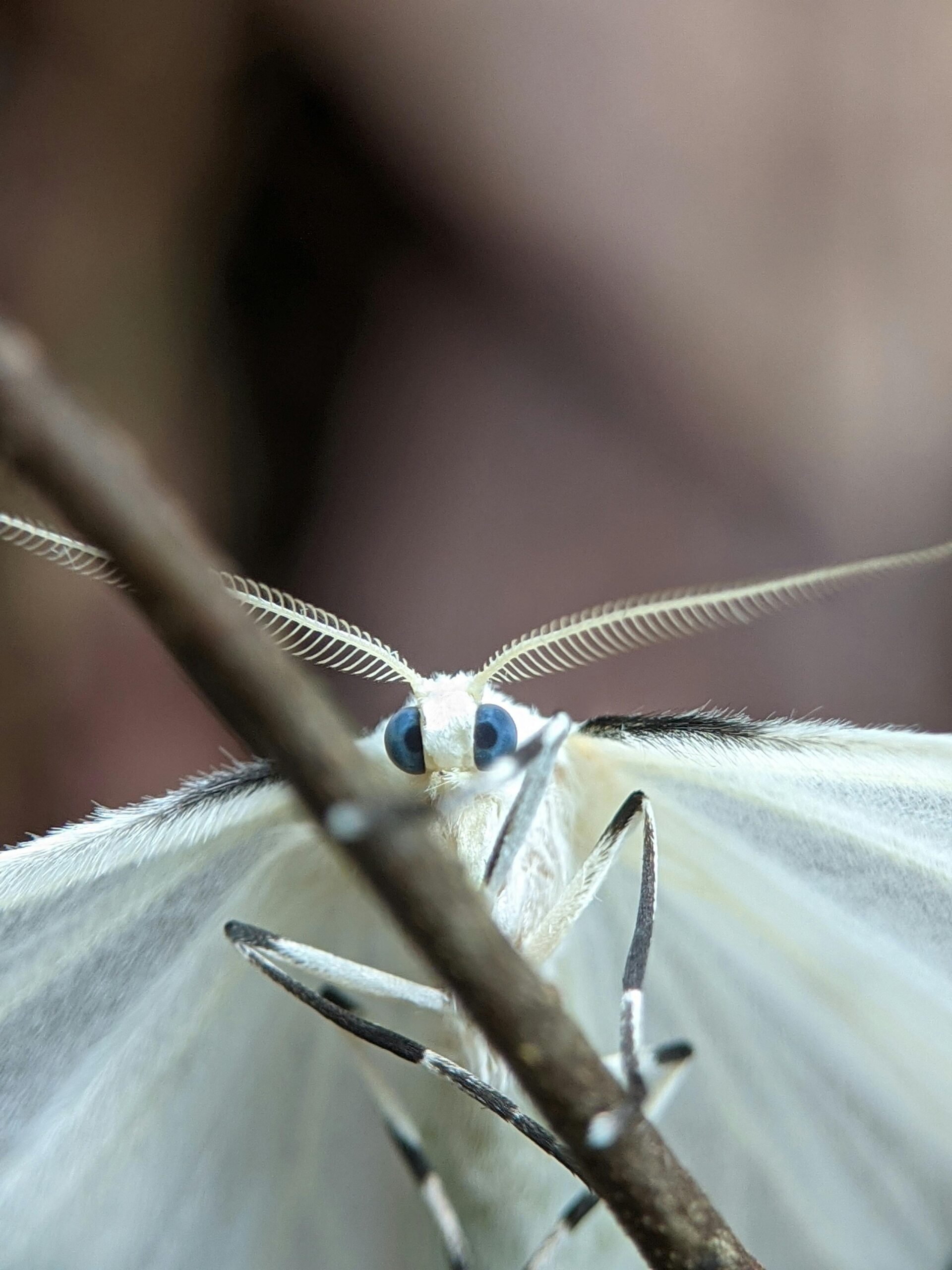 What Does It Mean When You See A White Moth