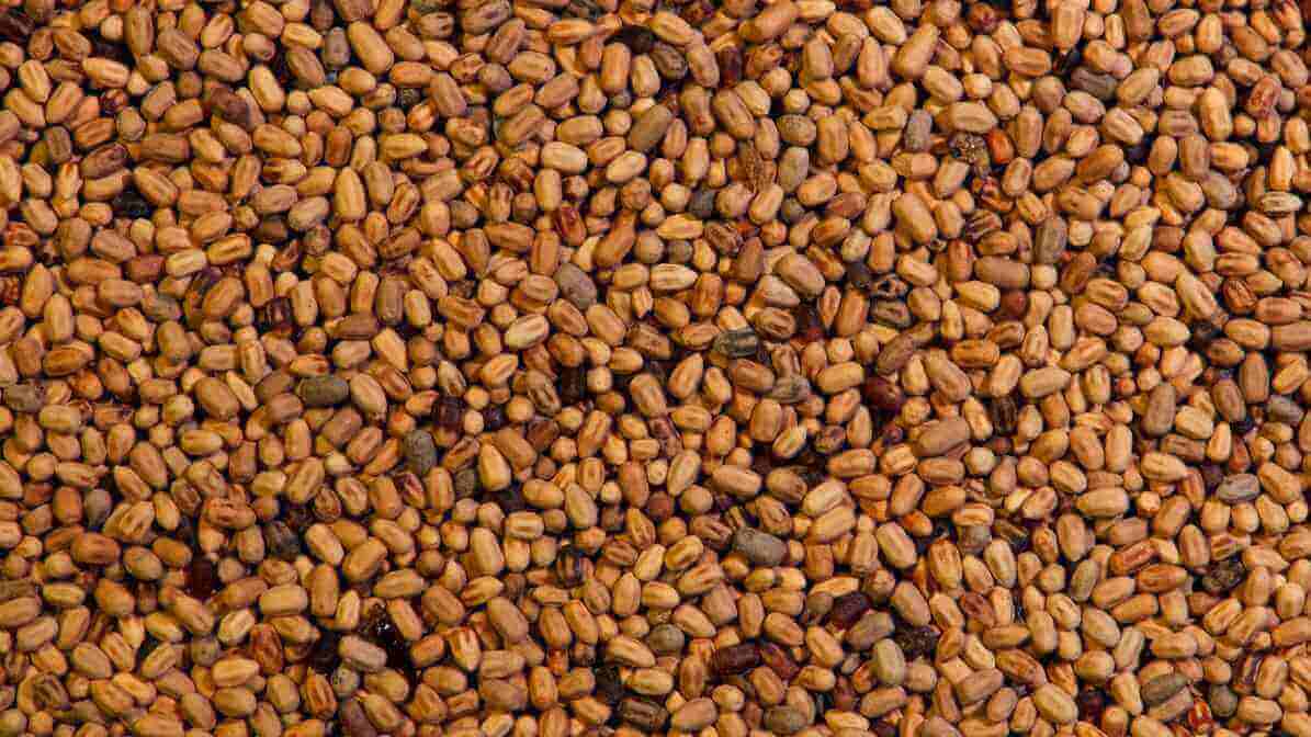 What Do Termite Droppings Look Like? How to Spot Frass Damage Quickly