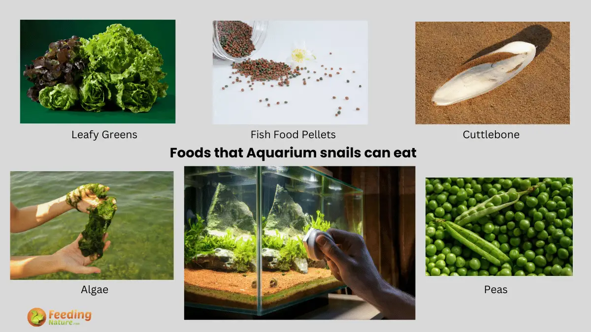 What Do Aquarium Snails Eat? Tank Cleanup and Feeding Guide